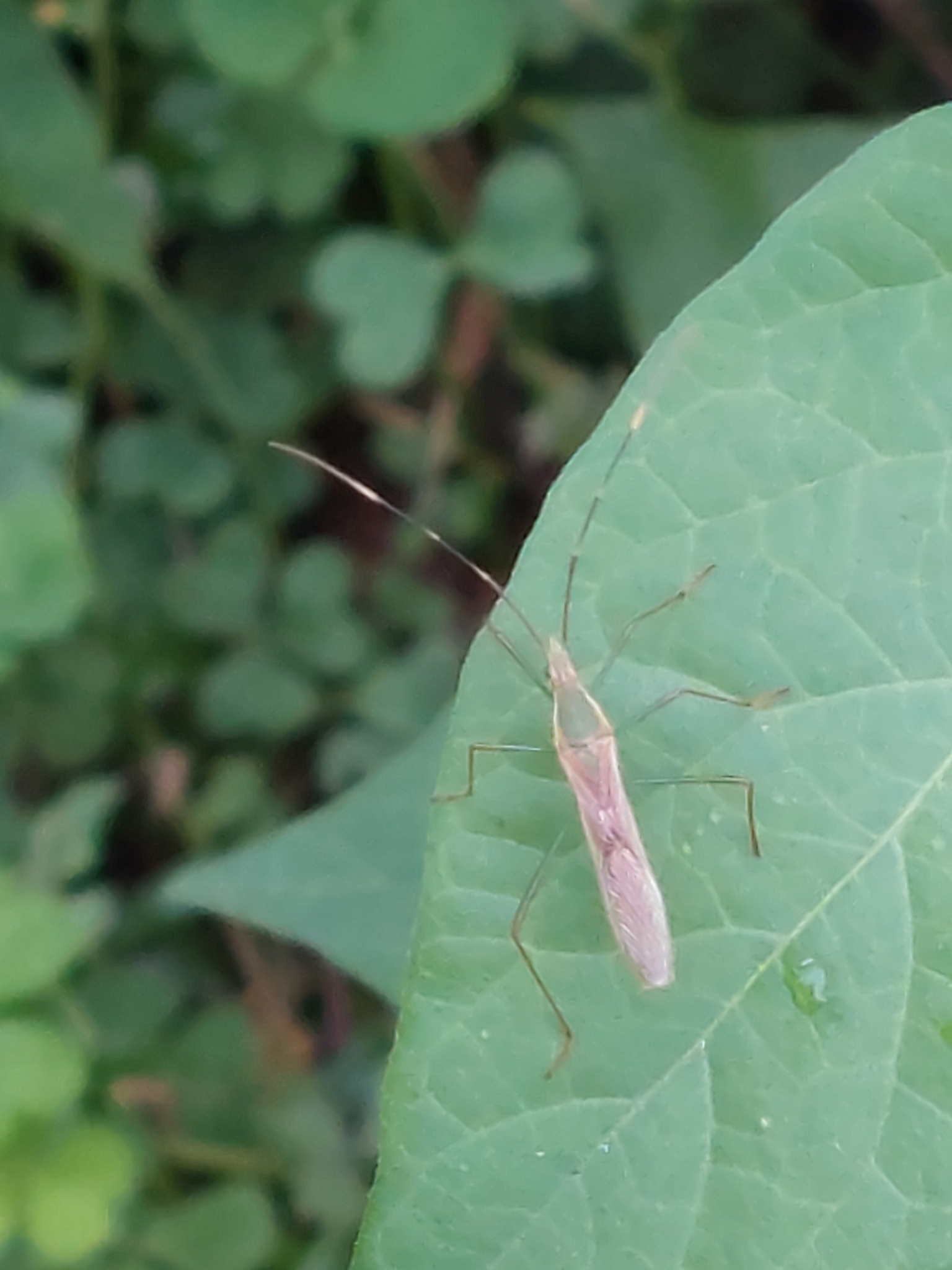 Leptocorisa acuta (Thunberg, 1783)