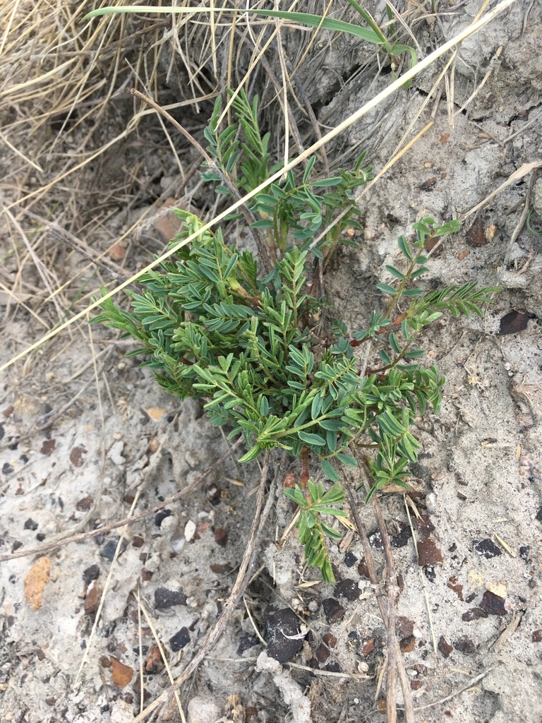 Two-grooved Milkvetch from Gibbons, AB, CA on April 28, 2023 at 07:54 ...