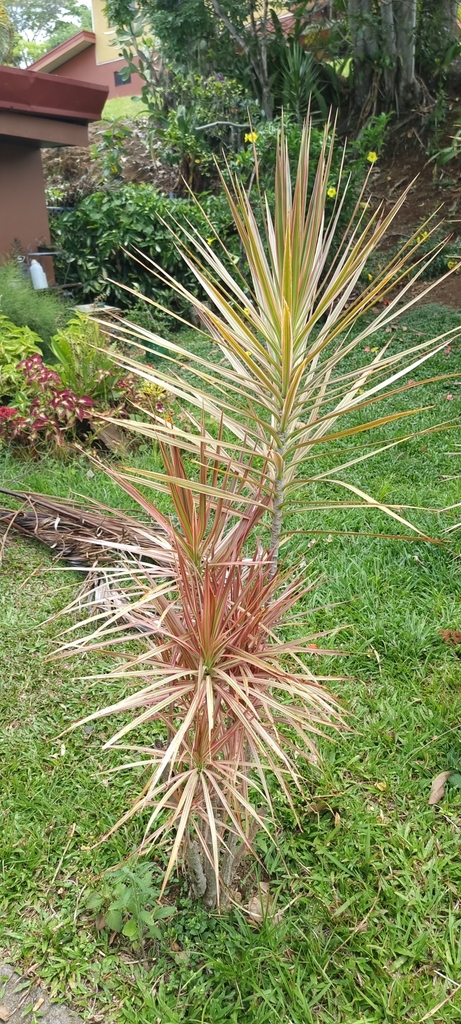 Madagascar Dragon-tree from 3Q82+4M3, Provincia de Alajuela, Poás ...