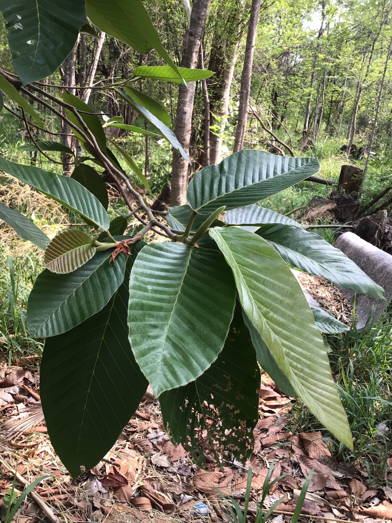 Dipterocarpus C.F.Gaertn.