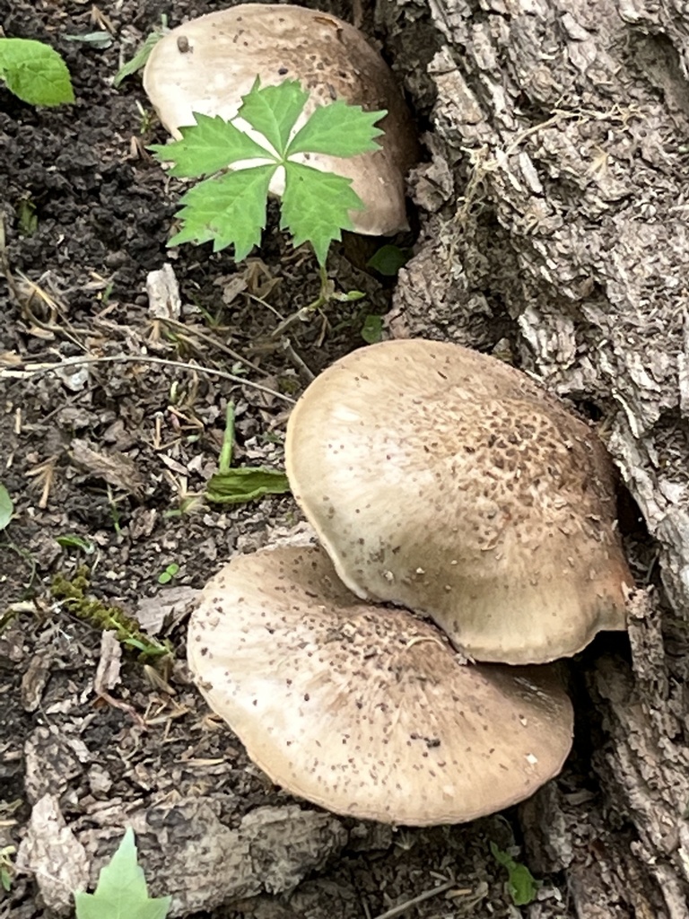 shelf fungi from Castlewood State Park, Eureka, MO, US on April 30 ...