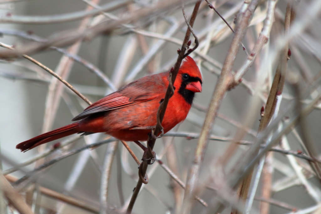 Typical Cardinals from East Hants, NS, Canada on April 30, 2023 at 09: ...