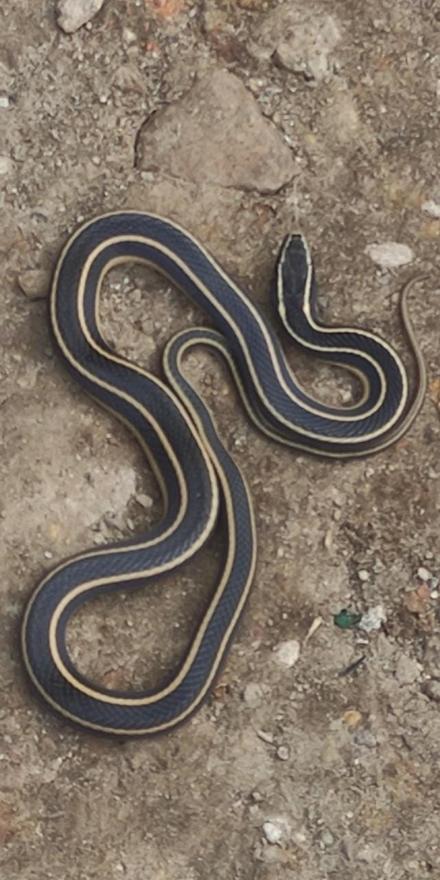 Coniophanes piceivittis Cope, 1870