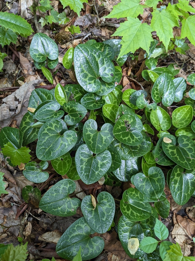 largeflower heartleaf from Townsend, TN 37882, USA on April 29, 2023 at ...