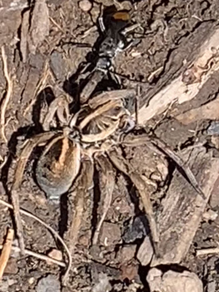 Union-Jack Wolf Spiders in May 2023 by Stephanie Haygarth. Being buried ...