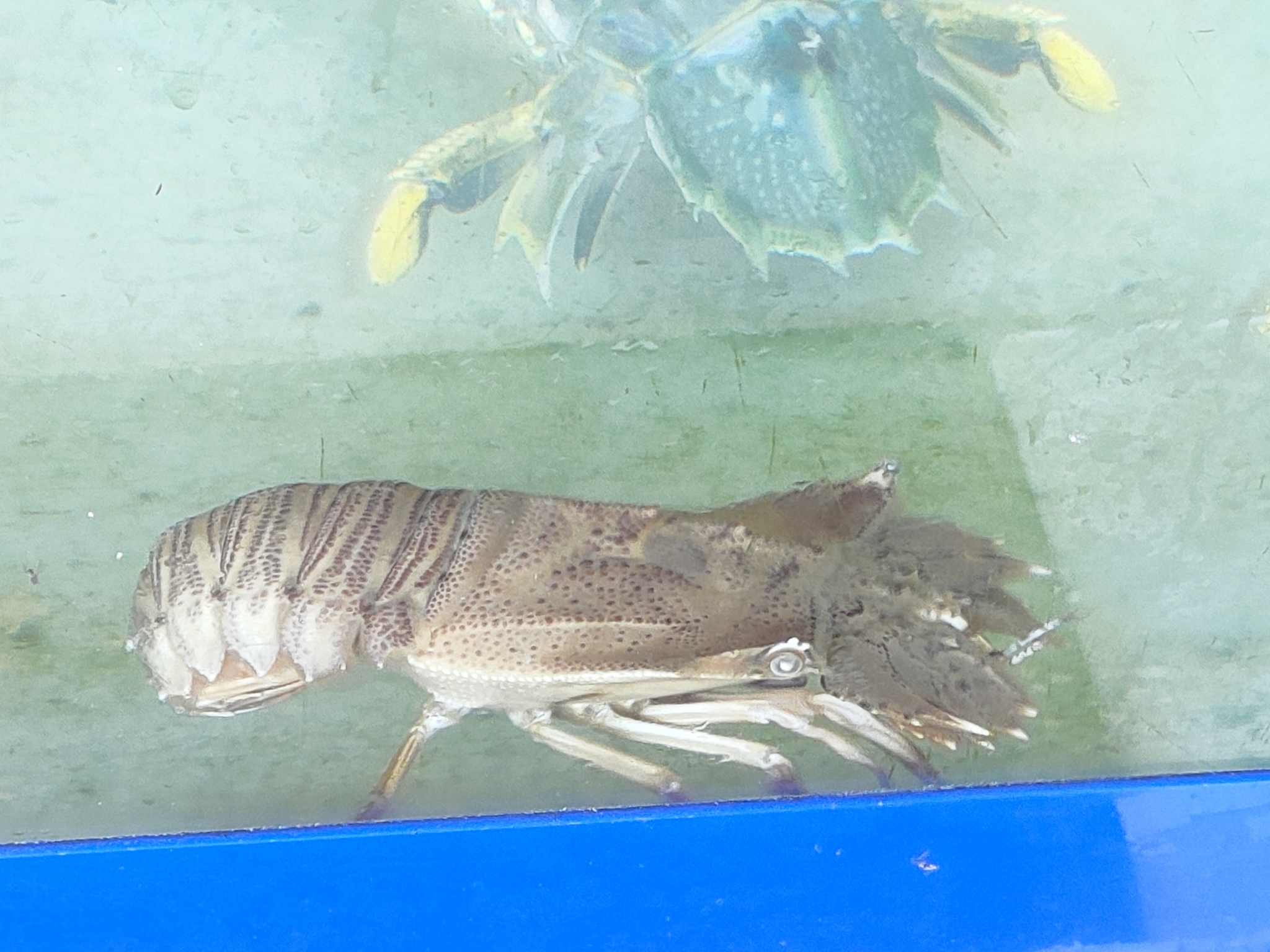 Thenus orientalis (Lund, 1793)