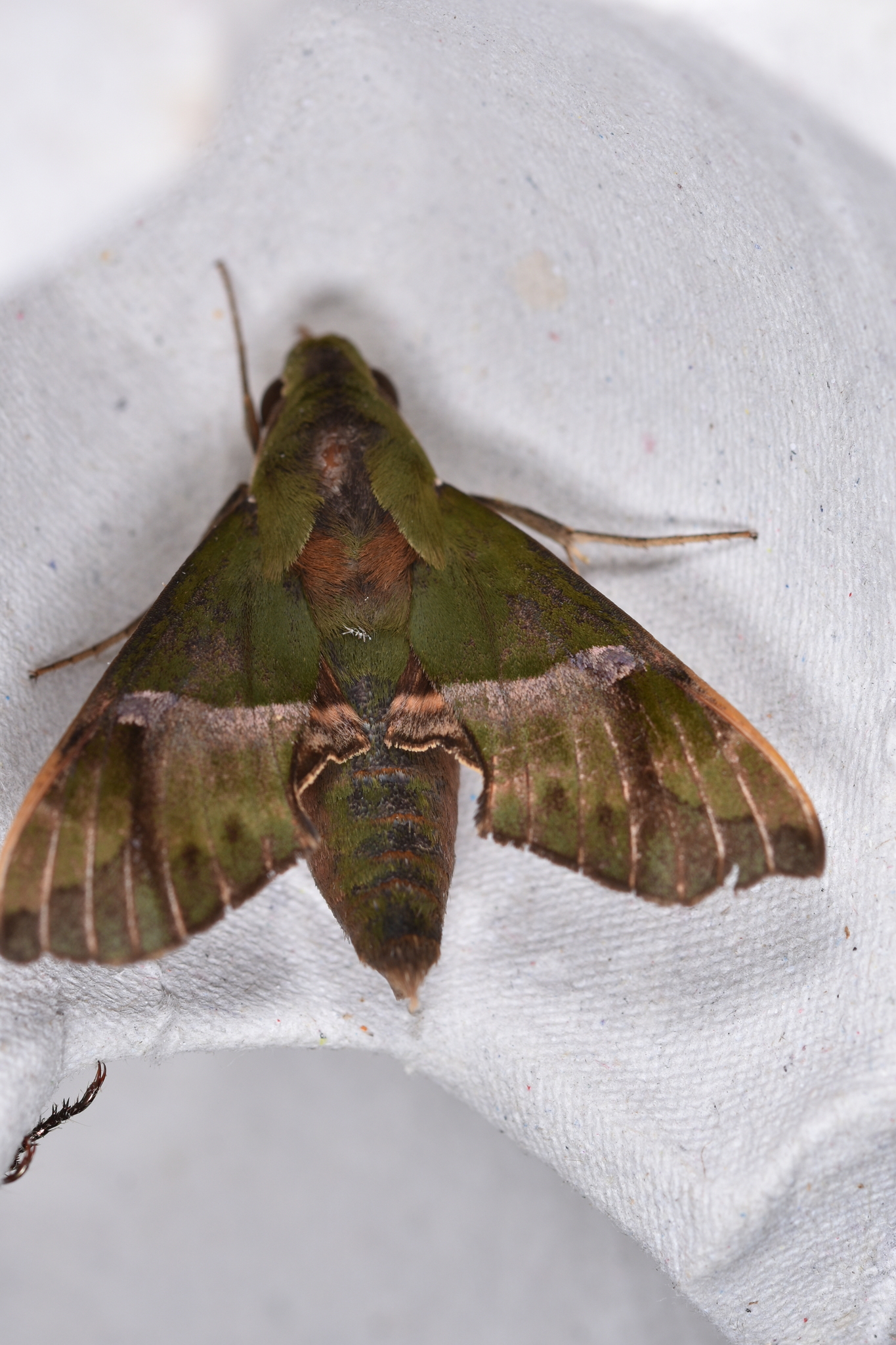 Angonyx testacea Walker, 1856