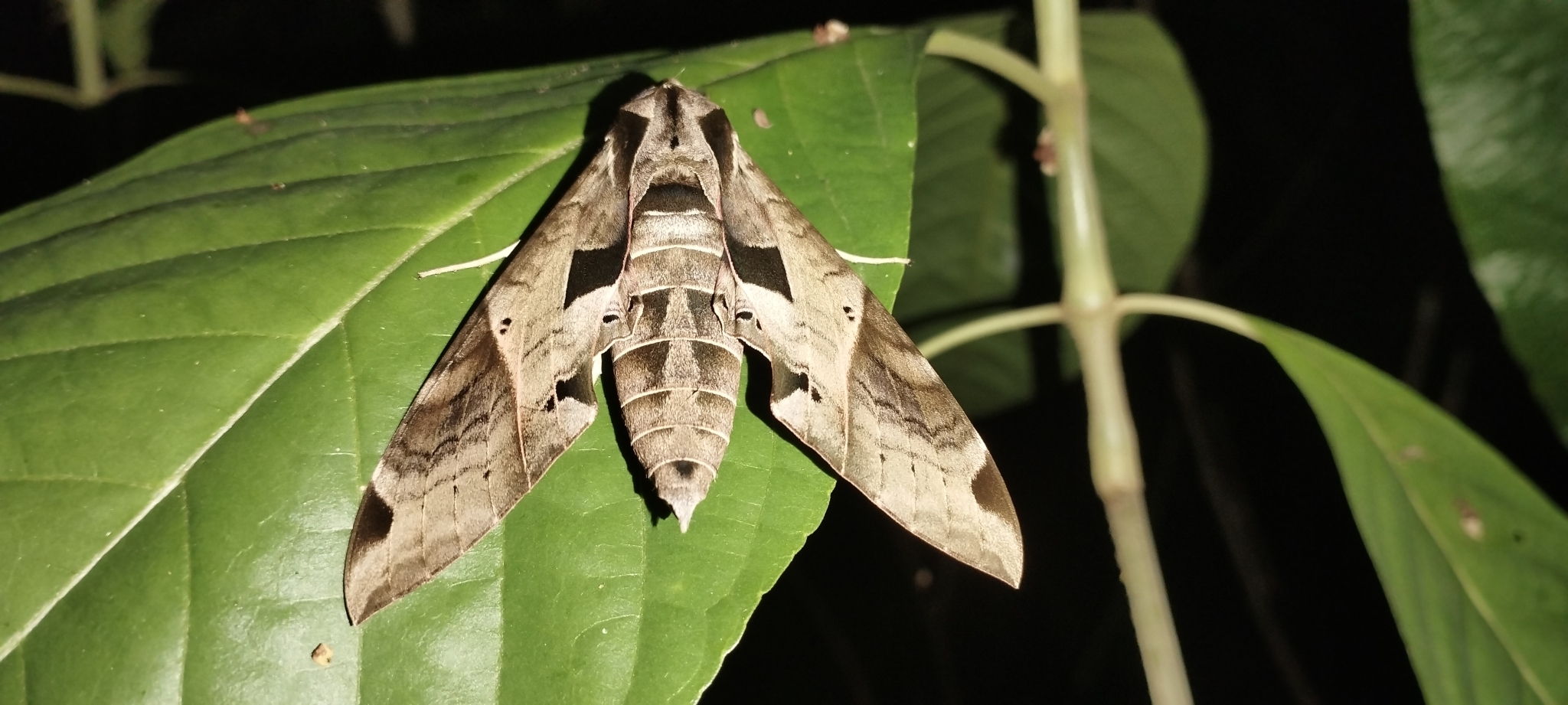 Eumorpha satellitia Linnaeus, 1771