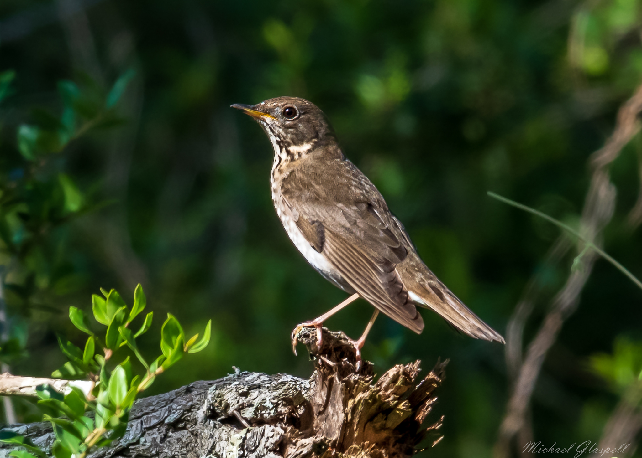 Catharus minimus (Lafresnaye, 1848)