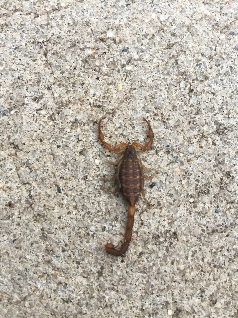Hentz Striped Scorpion in August 2015 by Benjamin German, MD · iNaturalist
