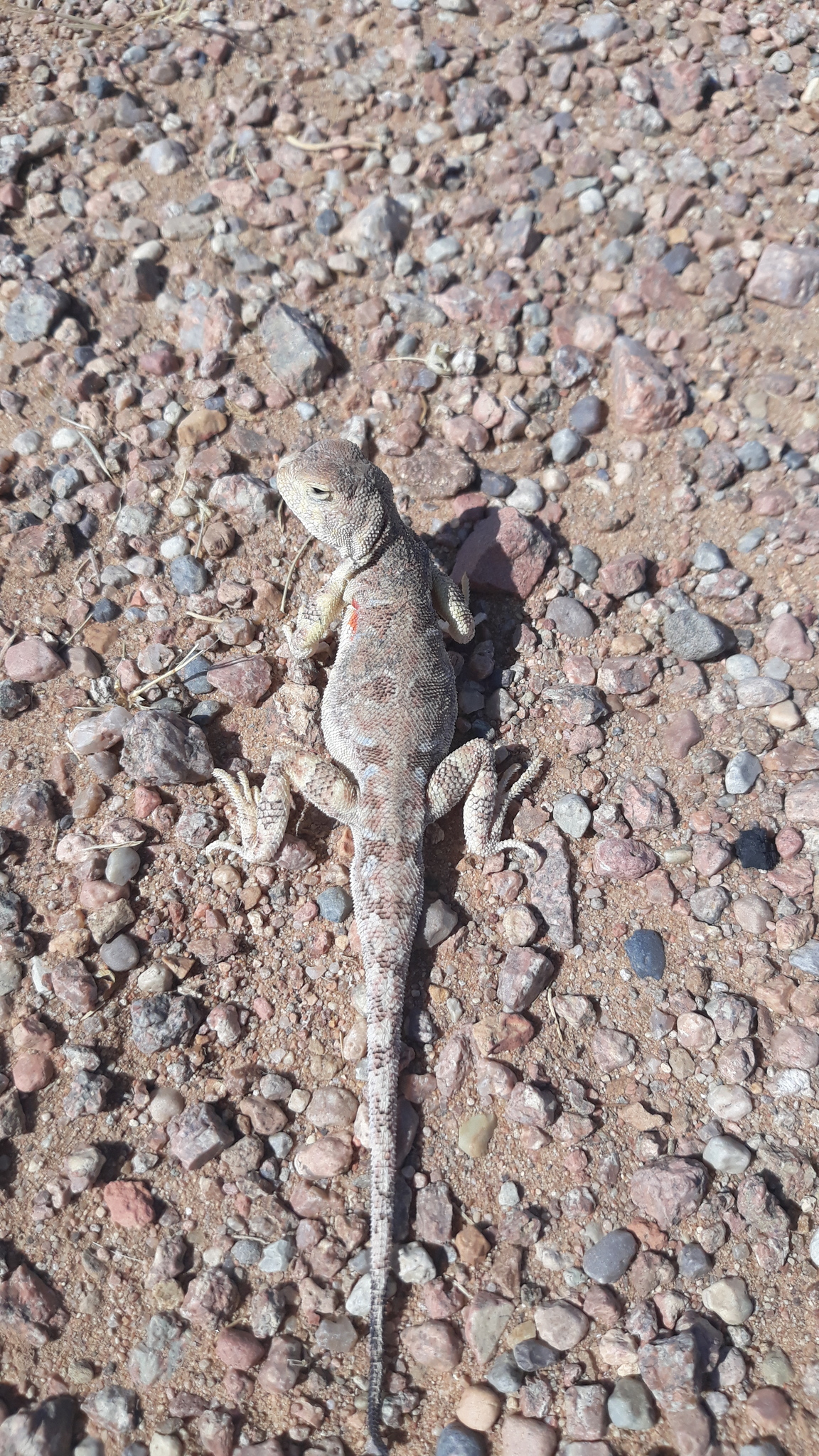 Phrynocephalus versicolor Strauch, 1876