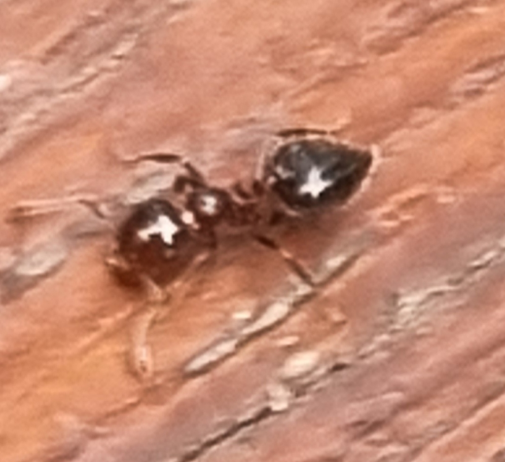 Acrobat Ants and Cocktail Ants from Upwey VIC 3158, Australia on May 01 ...