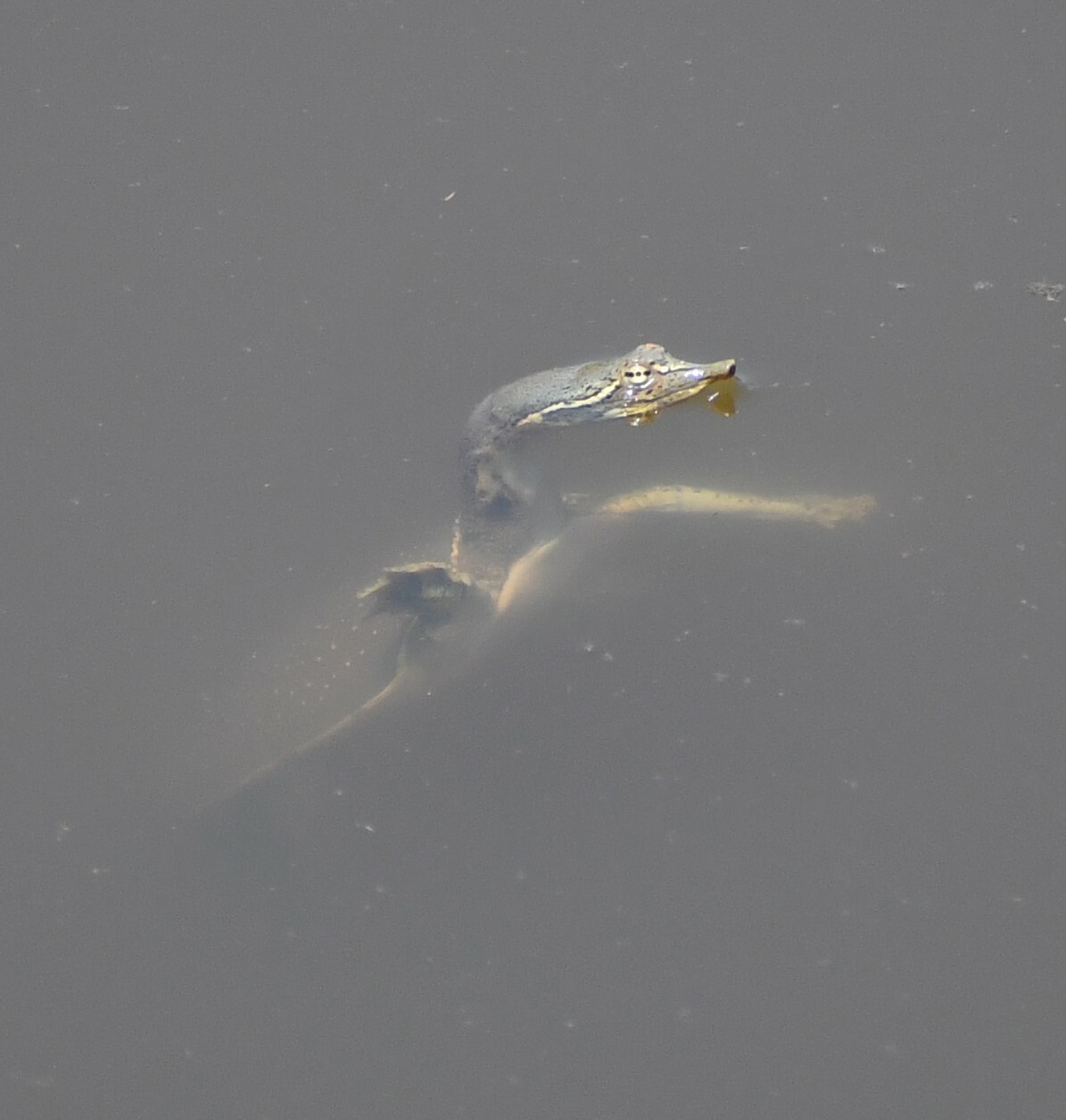 Apalone spinifera guadalupensis (Webb, 1962)