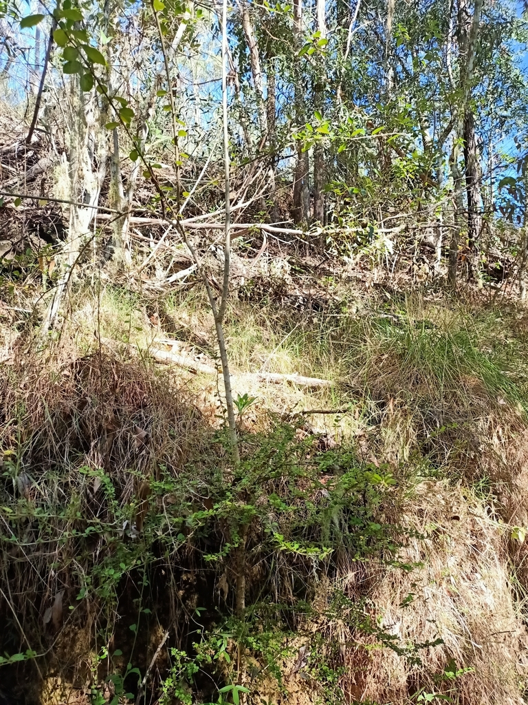 Cockspur Thorn from Conondale, AU-QL-KC, AU-QL, AU on May 1, 2023 at 09 ...