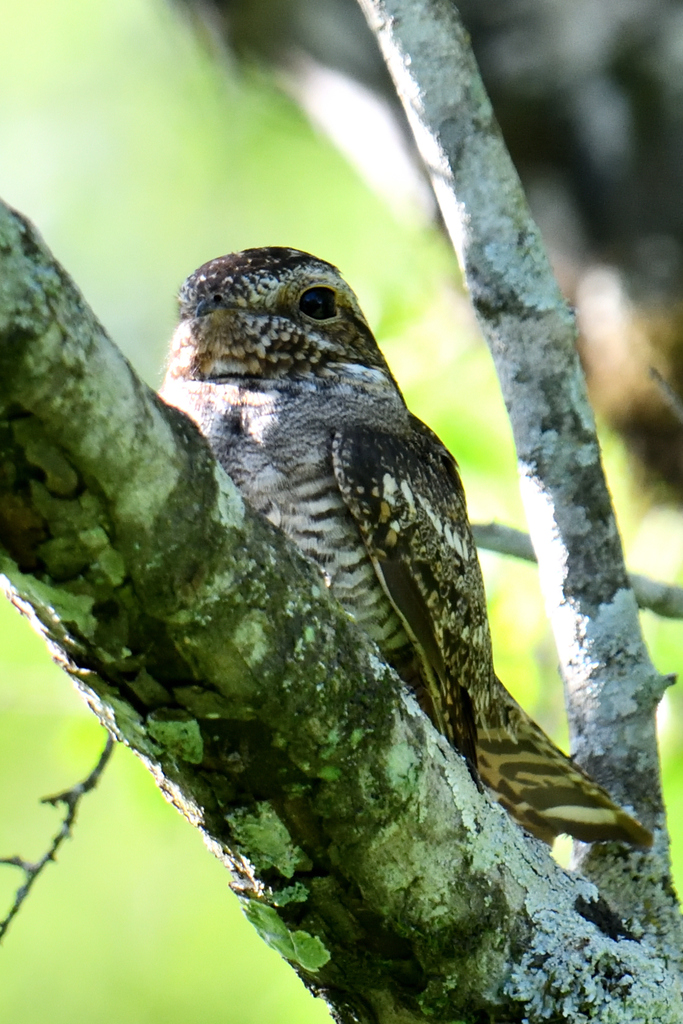 Lesser Nighthawk from Montemorelos, MX-NL, MX on April 30, 2023 at 08: ...