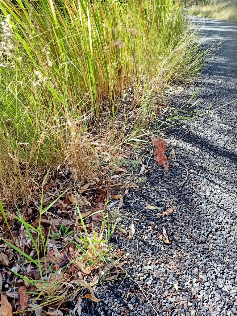 Natal grass from Conondale, AU-QL-KC, AU-QL, AU on May 1, 2023 at 10:04 ...