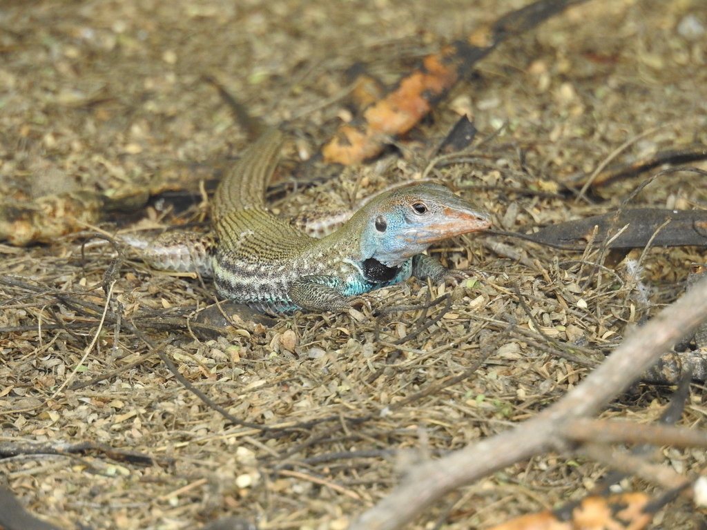 Ecuador Desert Tegu from Lambayeque, Perú on April 29, 2023 at 12:12 PM ...