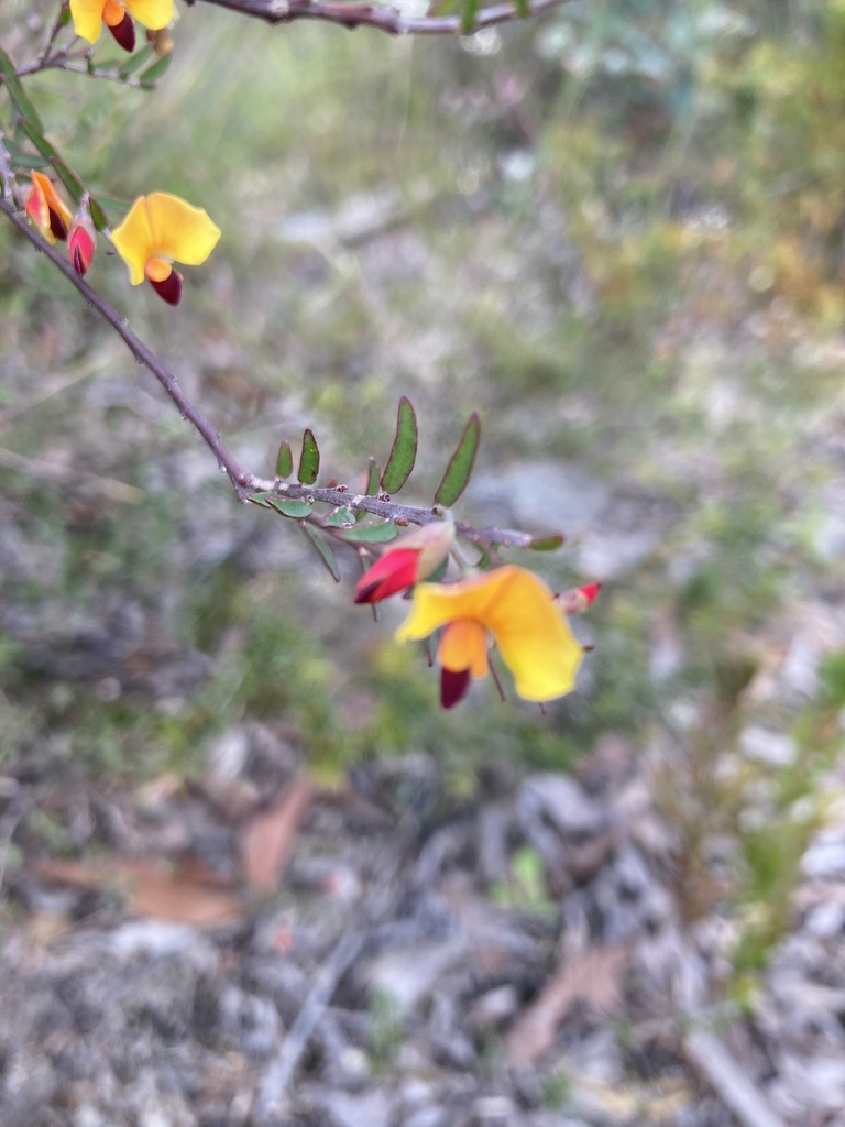 Variable Bossiaea from Lamartine Avenue Trl, Wentworth Falls, NSW, AU ...