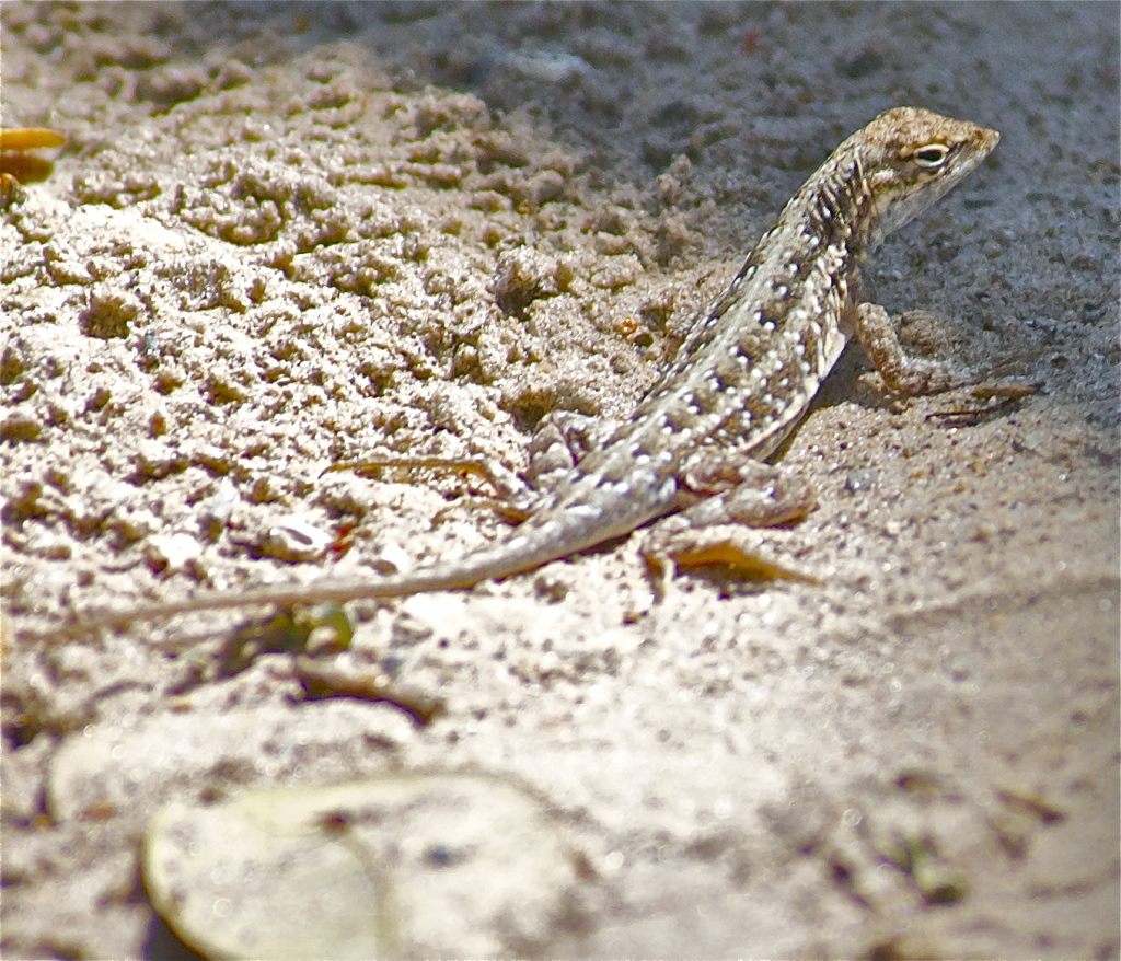 Keeled Earless Lizard from Reynosa, Tamps., Mexico on February 25, 2011 ...