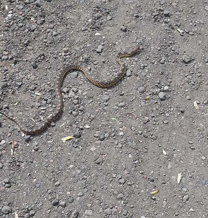Mexican Bull Snake from Ejidos de Xochimilco y San Gregorio Atlapulco ...