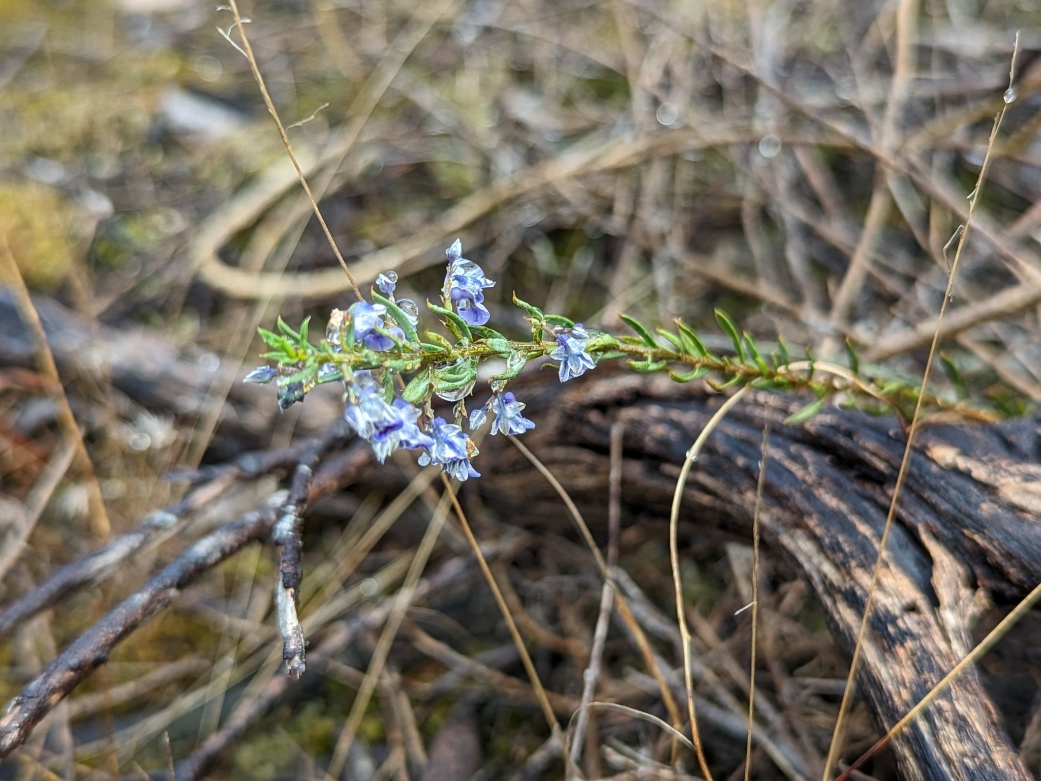 Pigea floribunda (Lindl.) Lindl.