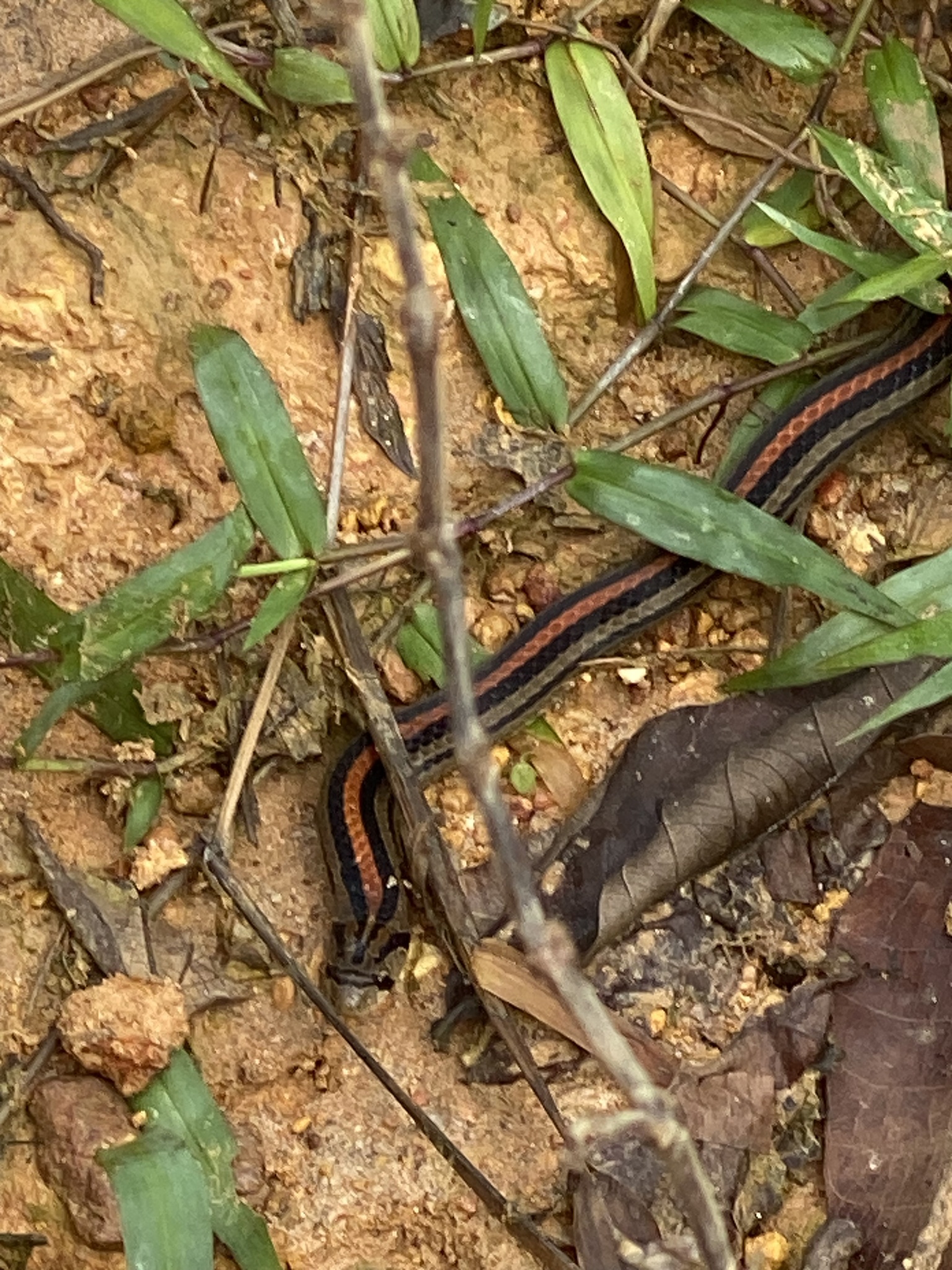 Oligodon octolineatus (Schneider, 1801)