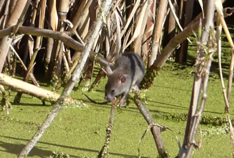 Oryzomys palustris (Harlan, 1837)