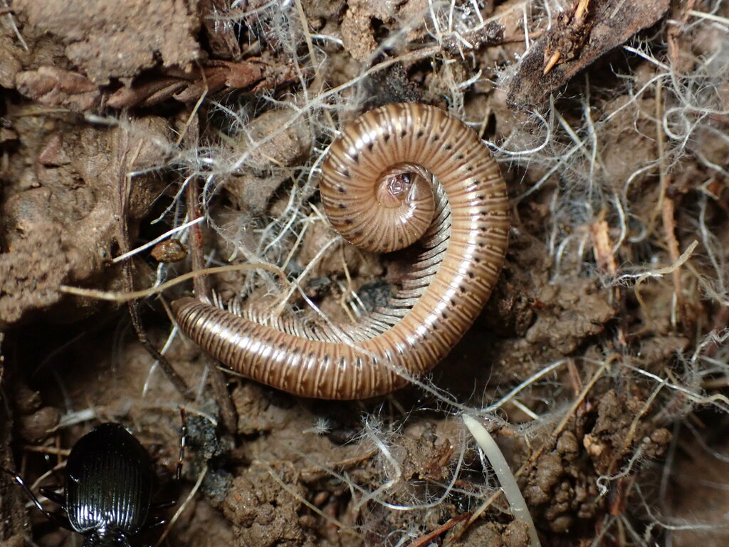 Parajulid millipedes from Sonoma County, CA, USA on April 30, 2023 at ...