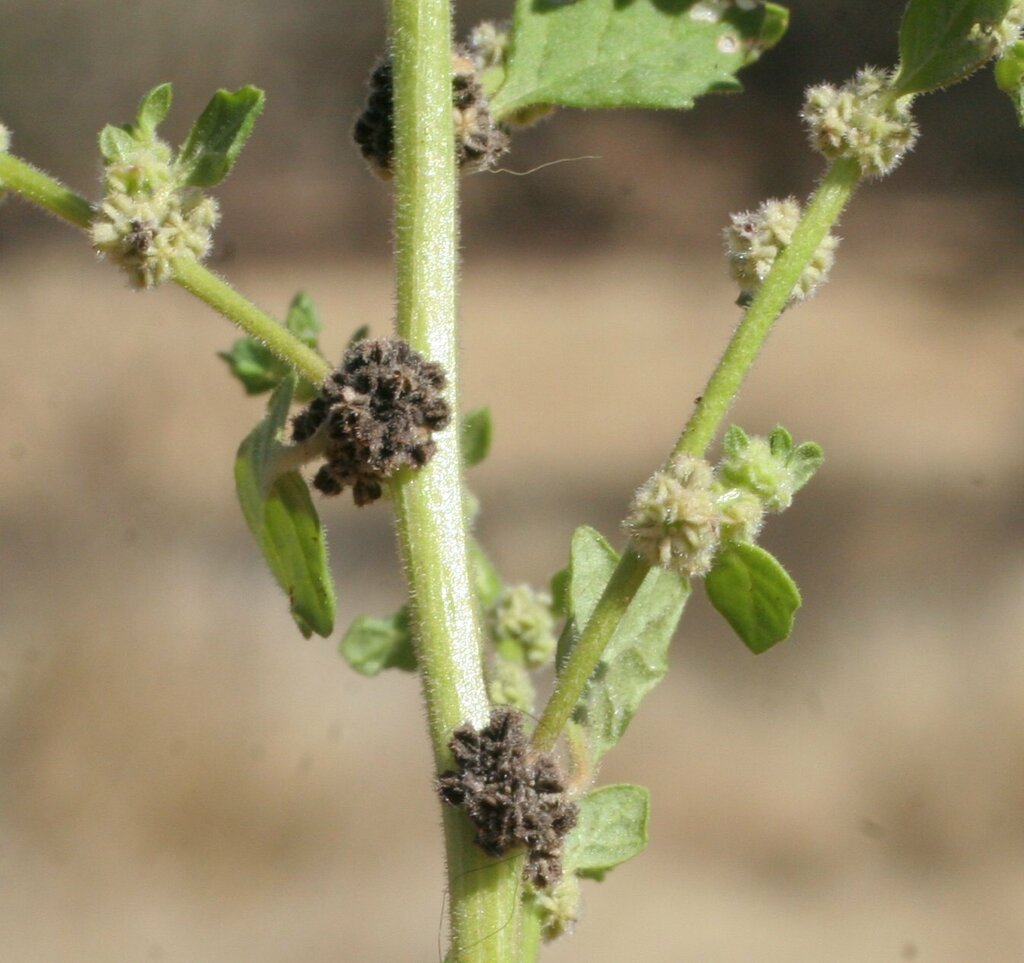 (Dysphania melanocarpa) - Botanical Realm
