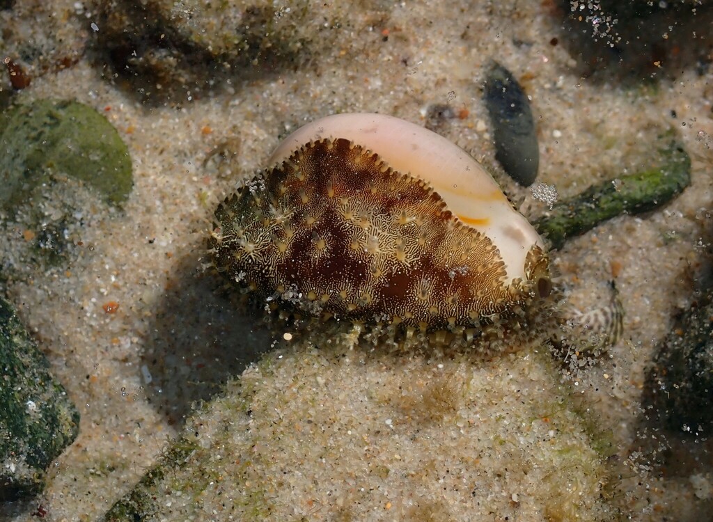 Gold Ring Cowry from Hastings Point NSW 2489, Australia on May 01, 2023 ...