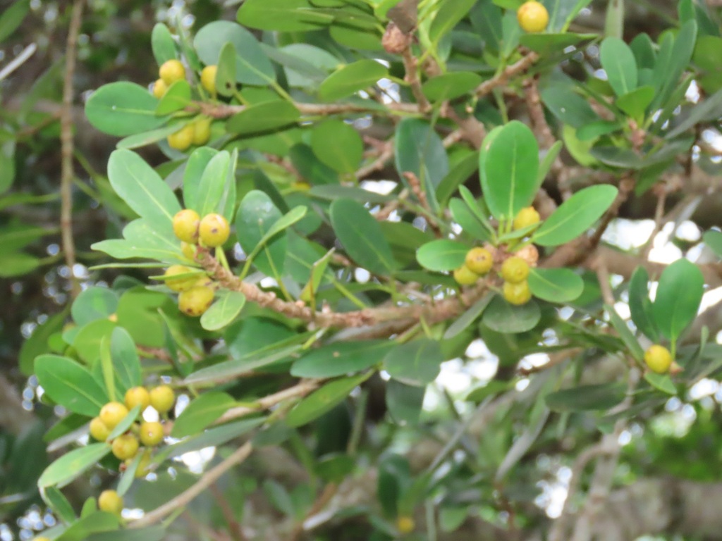 Natal fig (Ficus natalensis) - Botanical Realm