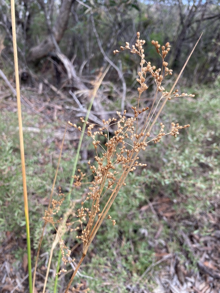 Juncus continuus from Wentworth Falls LA, Blue Mountains, NSW on May 1 ...