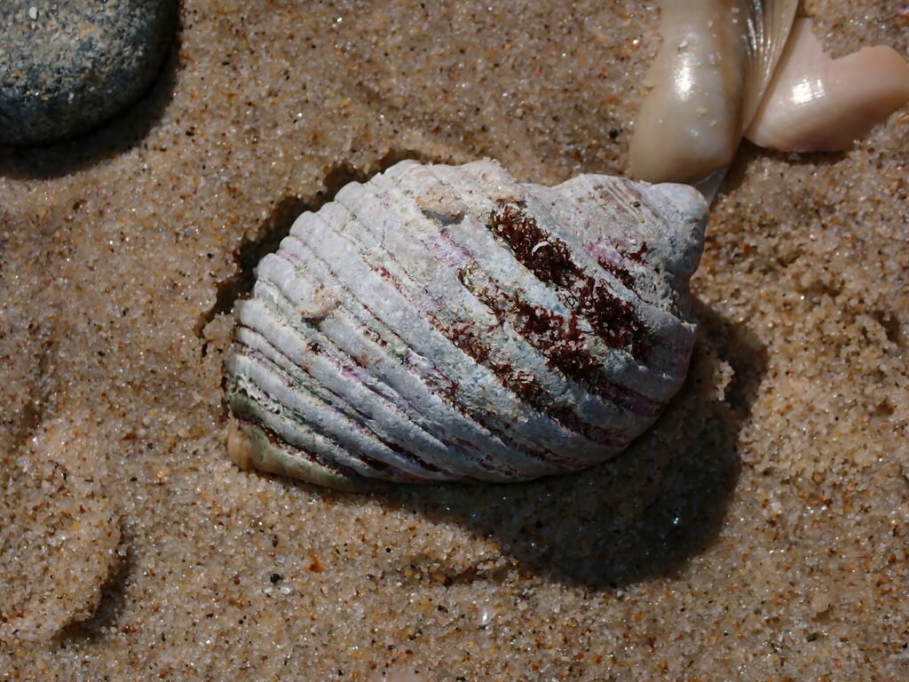 Cart-Rut Shell from Hastings Point NSW 2489, Australia on May 01, 2023 ...