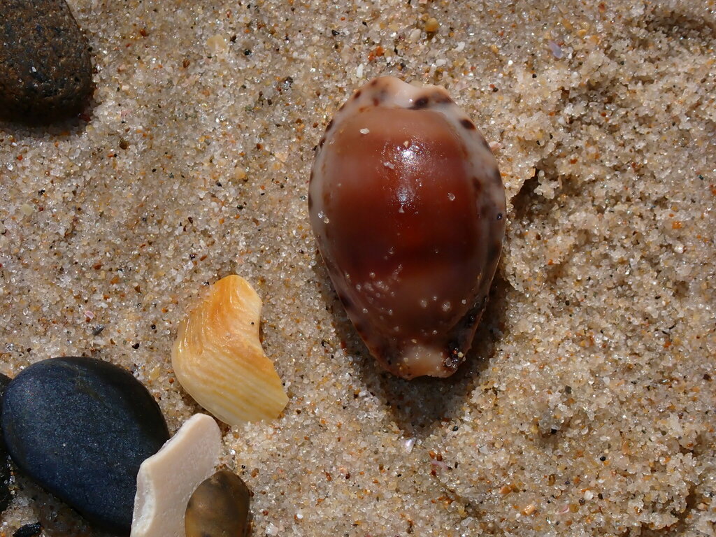 yellow-toothed cowrie from Hastings Point NSW 2489, Australia on May 1 ...