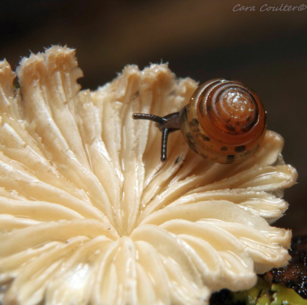 Fat Hive (Snails of Ontario) · iNaturalist