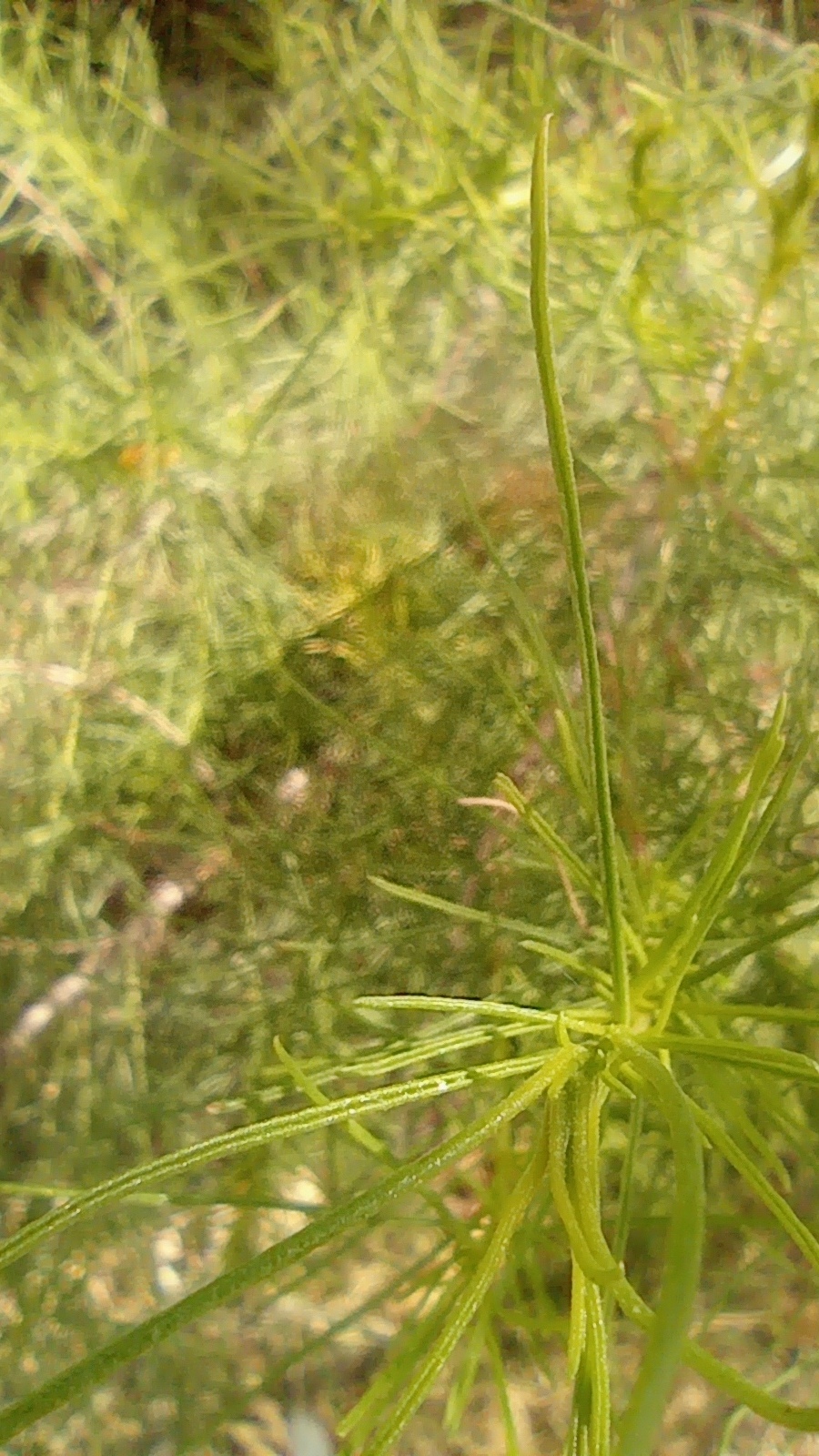 Ambrosia monogyra (Torr. & A.Gray) Strother & B.G.Baldwin