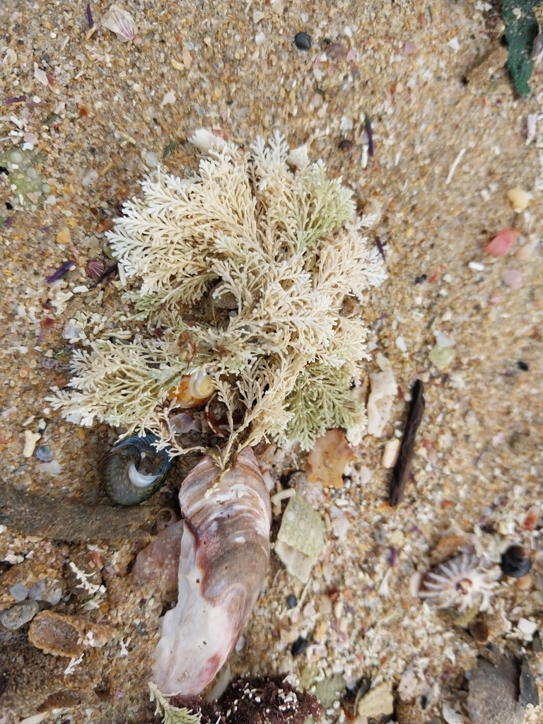 red algae from Kidd`s Beach, 5264, South Africa on April 30, 2023 at 01 ...