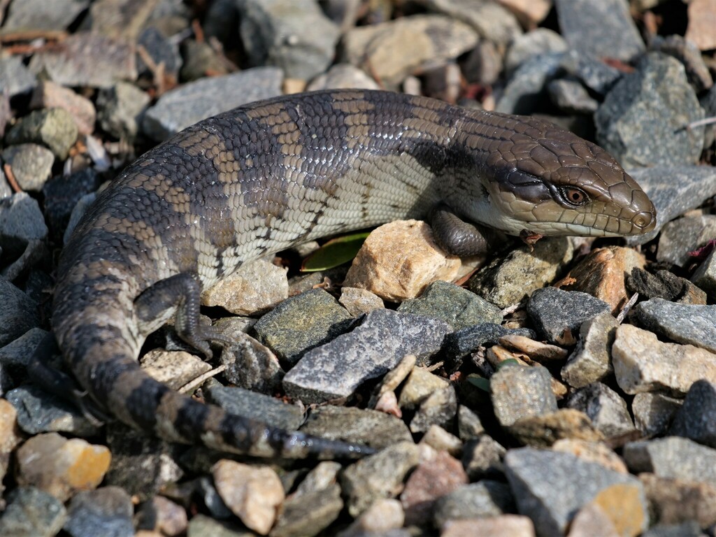 Common Blue-tongued Skink from Strathalbyn SA 5255, Australia on April ...
