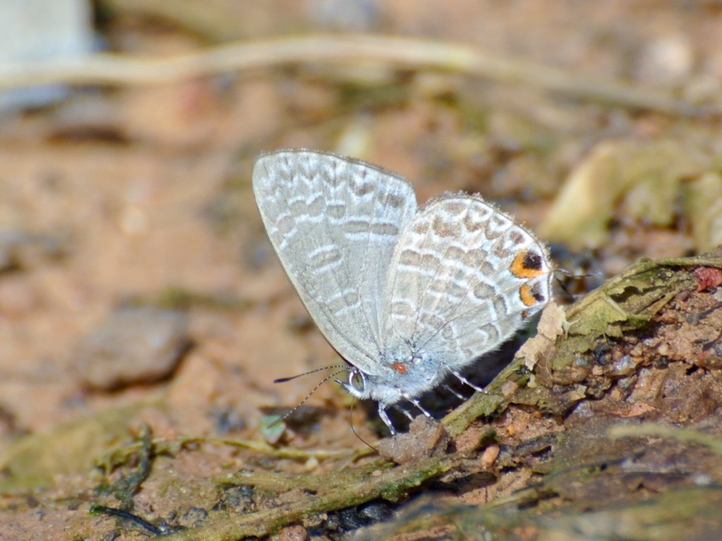 Ancyra Blue (Butterflies of Negeri Sembilan (Malaysia)) · iNaturalist