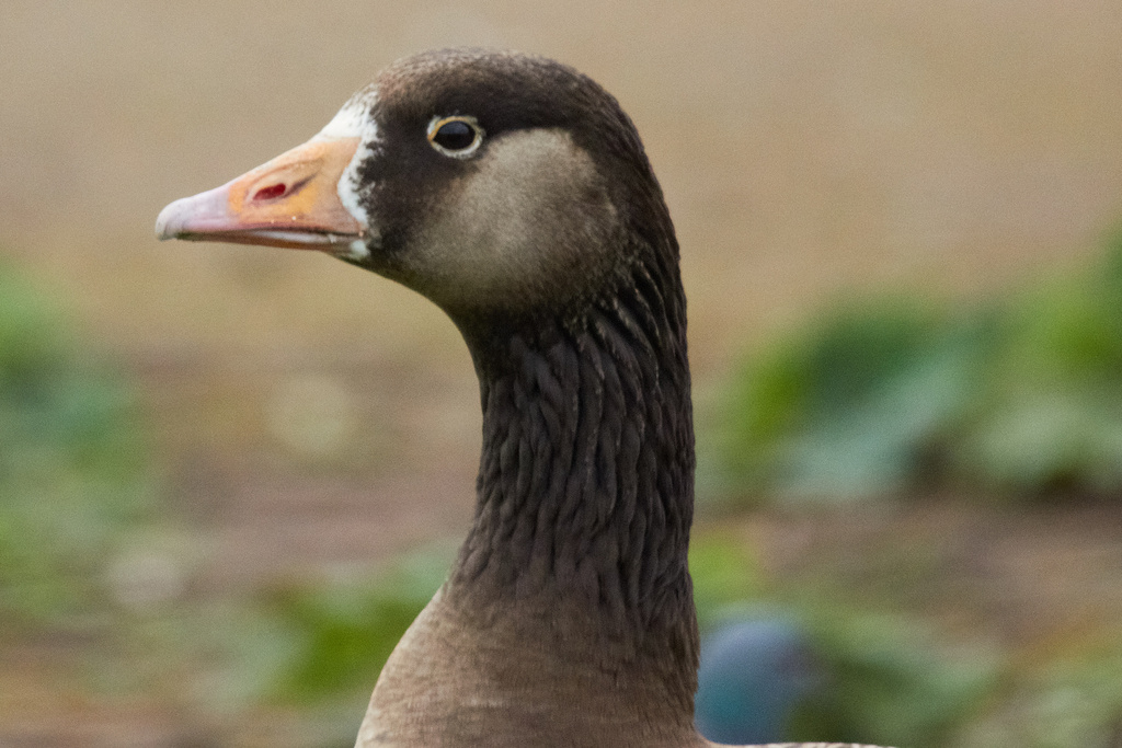 Ducks, Geese, and Swans from Westport Lake Road, Stoke-On-Trent ...