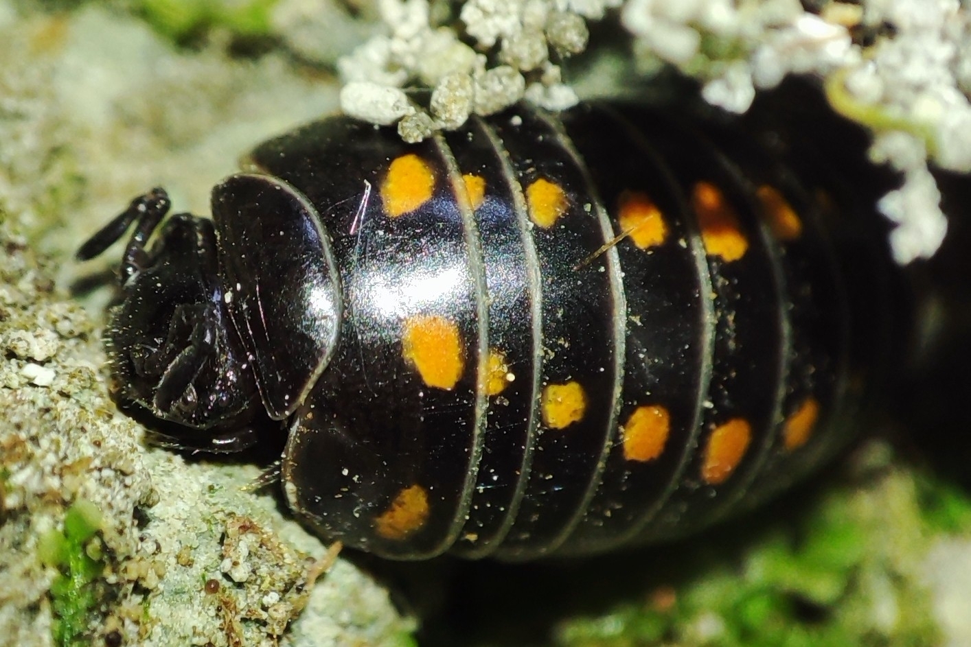 Glomeris pustulata (Fabricius, 1781)