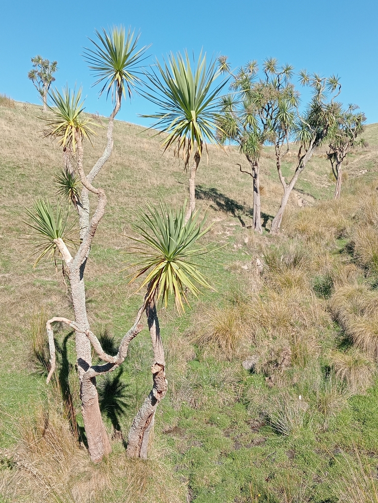 New Zealand cabbage tree from Kauru Hill 9492, New Zealand on April 27 ...