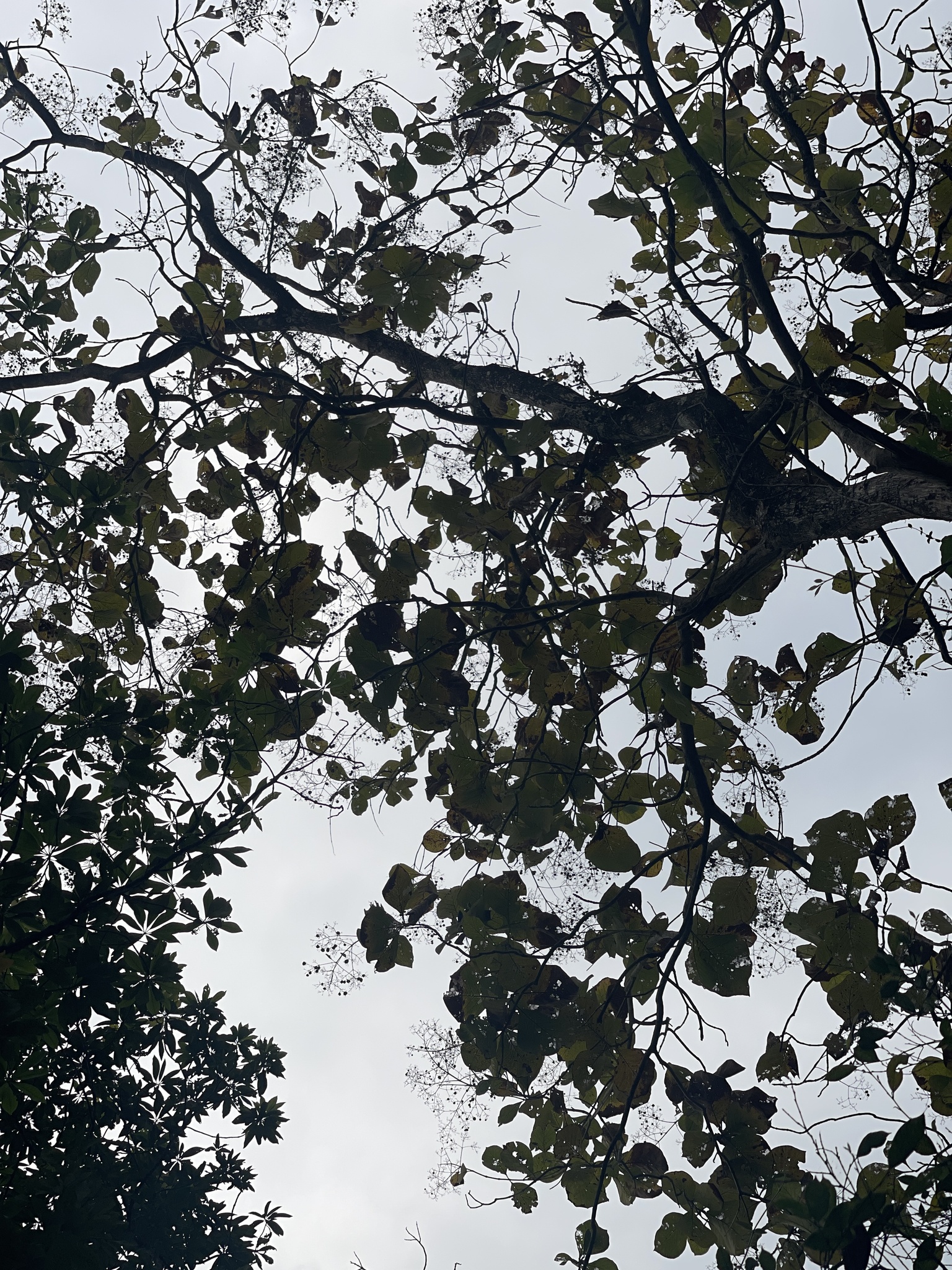 Tectona grandis L.f.