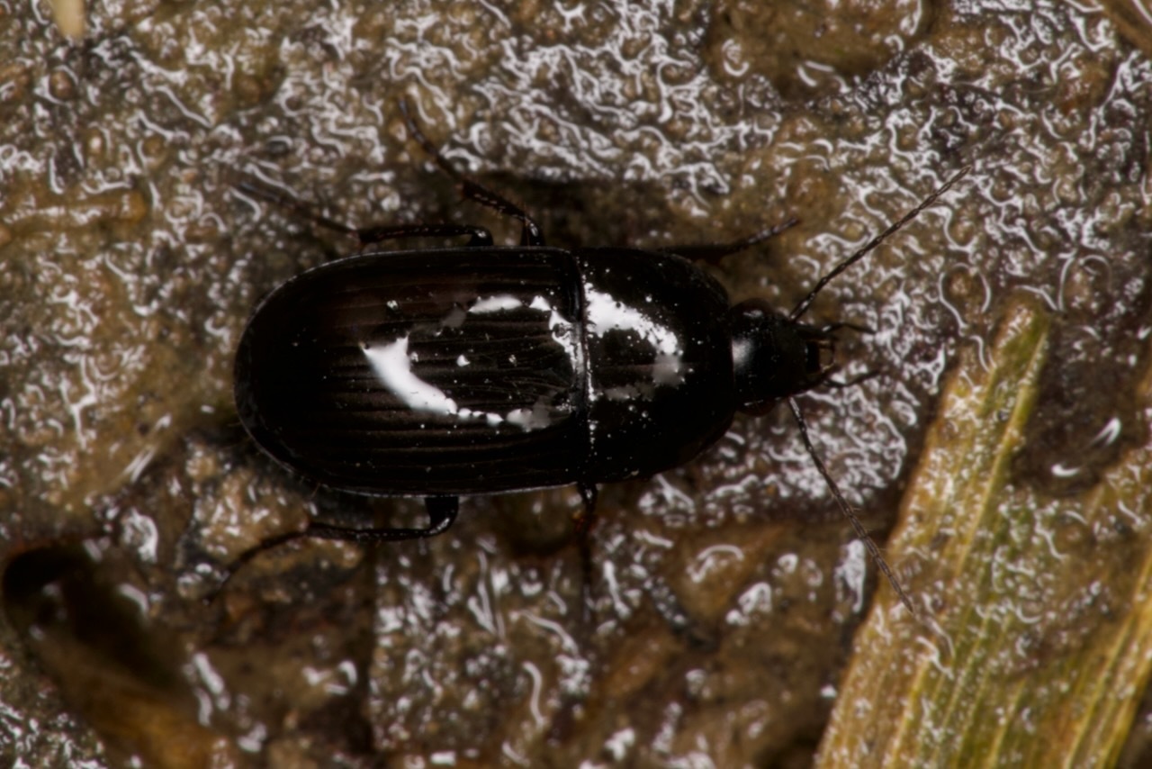 Oodes helopioides (Fabricius, 1792)