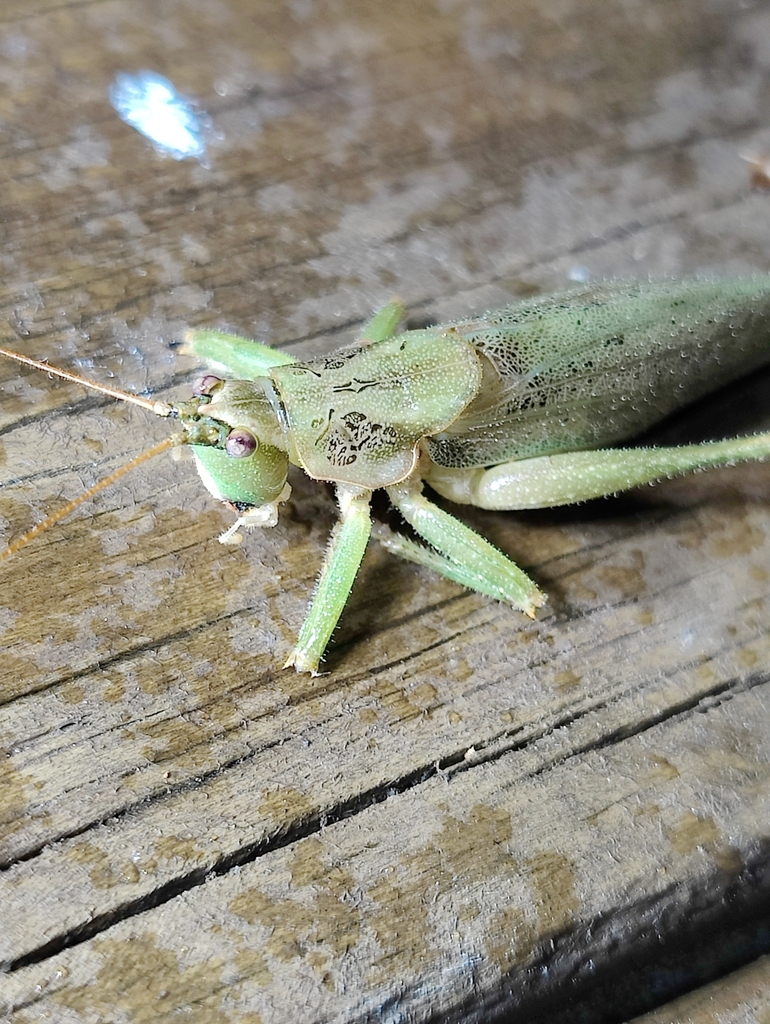 Olive-green Coastal Katydid in May 2023 by David · iNaturalist