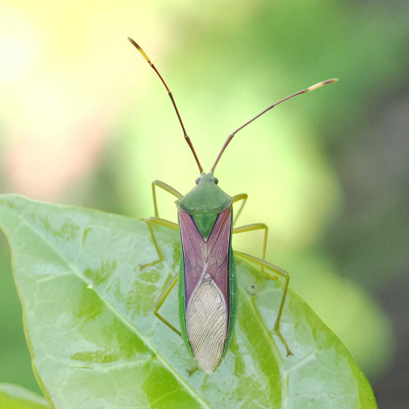 Homoeocerus Burmeister, 1835