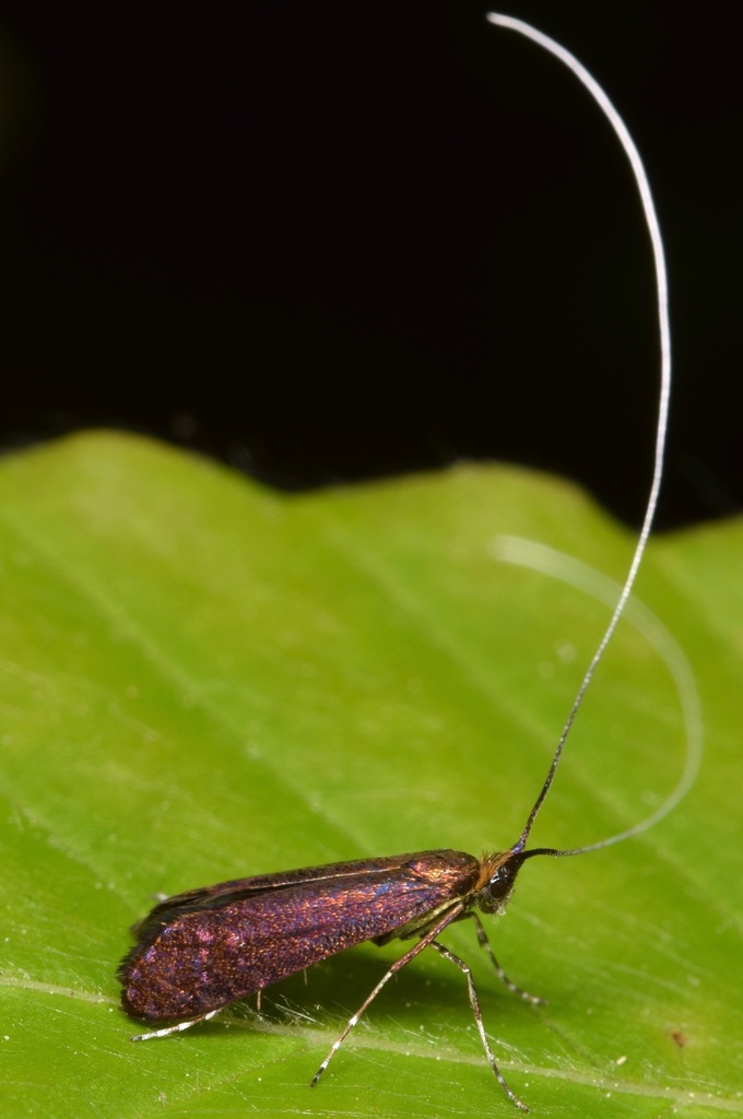 Southern Longhorn Moth (Moths of Georgia) · iNaturalist