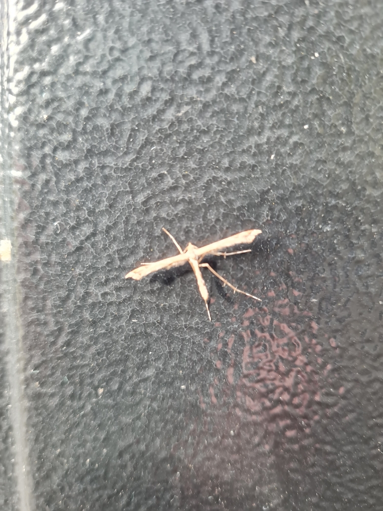 Beautiful Plume Moth from Tividale, UK on May 01, 2023 at 07:42 AM by ...