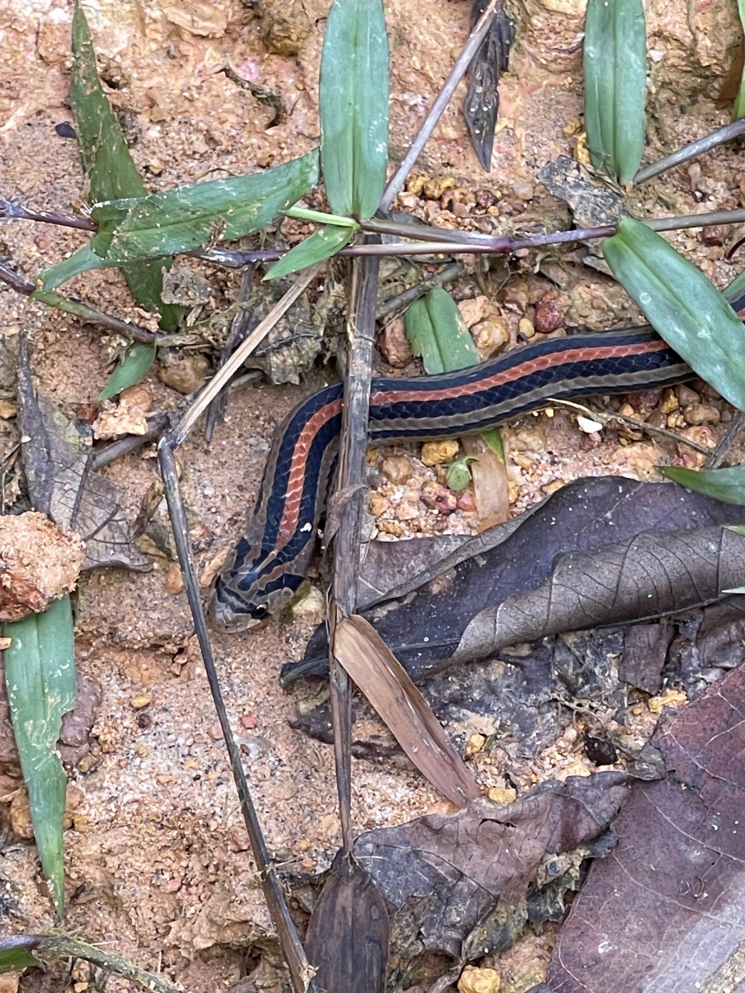 Oligodon octolineatus (Schneider, 1801)