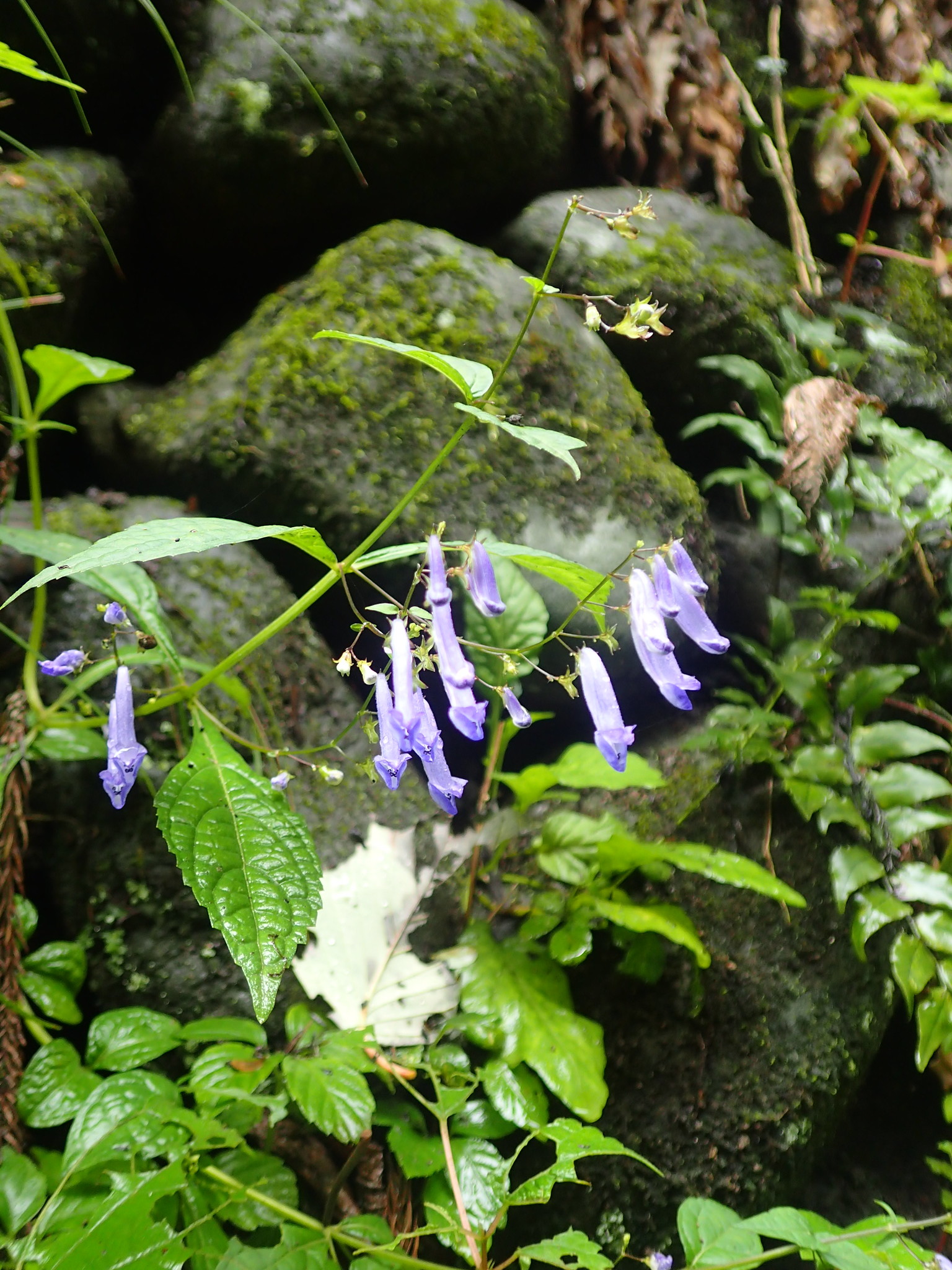 Isodon effusus (Maxim.) H.Hara